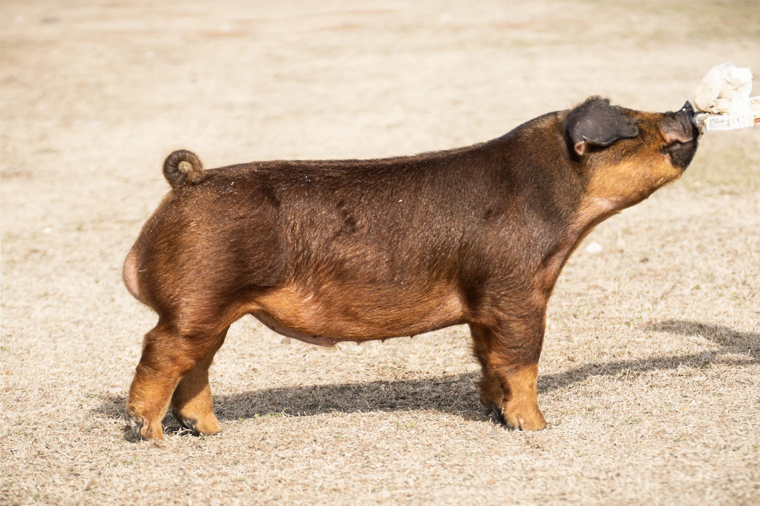 Boars — Winter Livestock & Feed