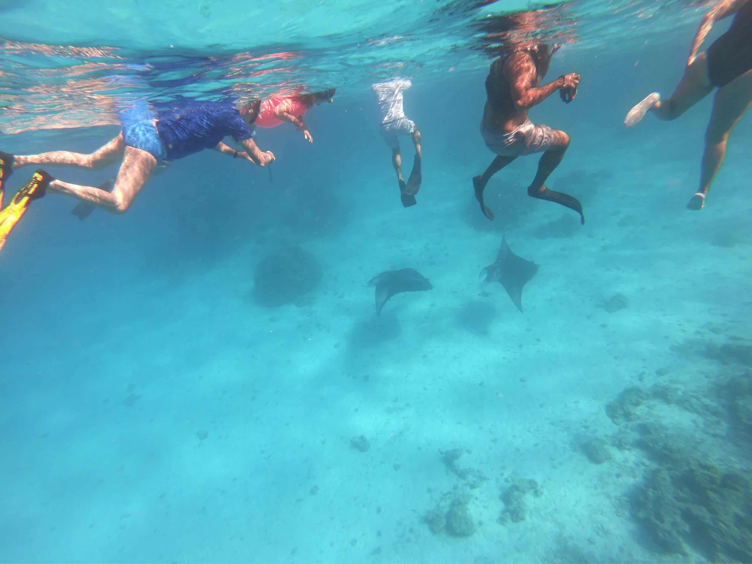 Our tours — tikehau ocean tour