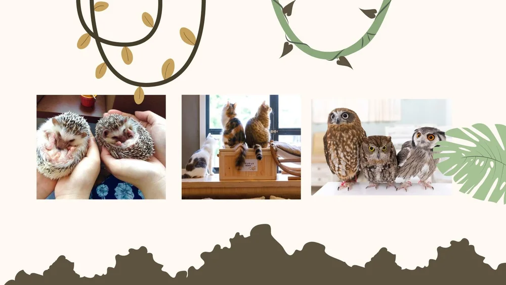 Our Top 3 Recommended Animal Cafés on a Tokyo Tour — Hello! Tokyo Tours