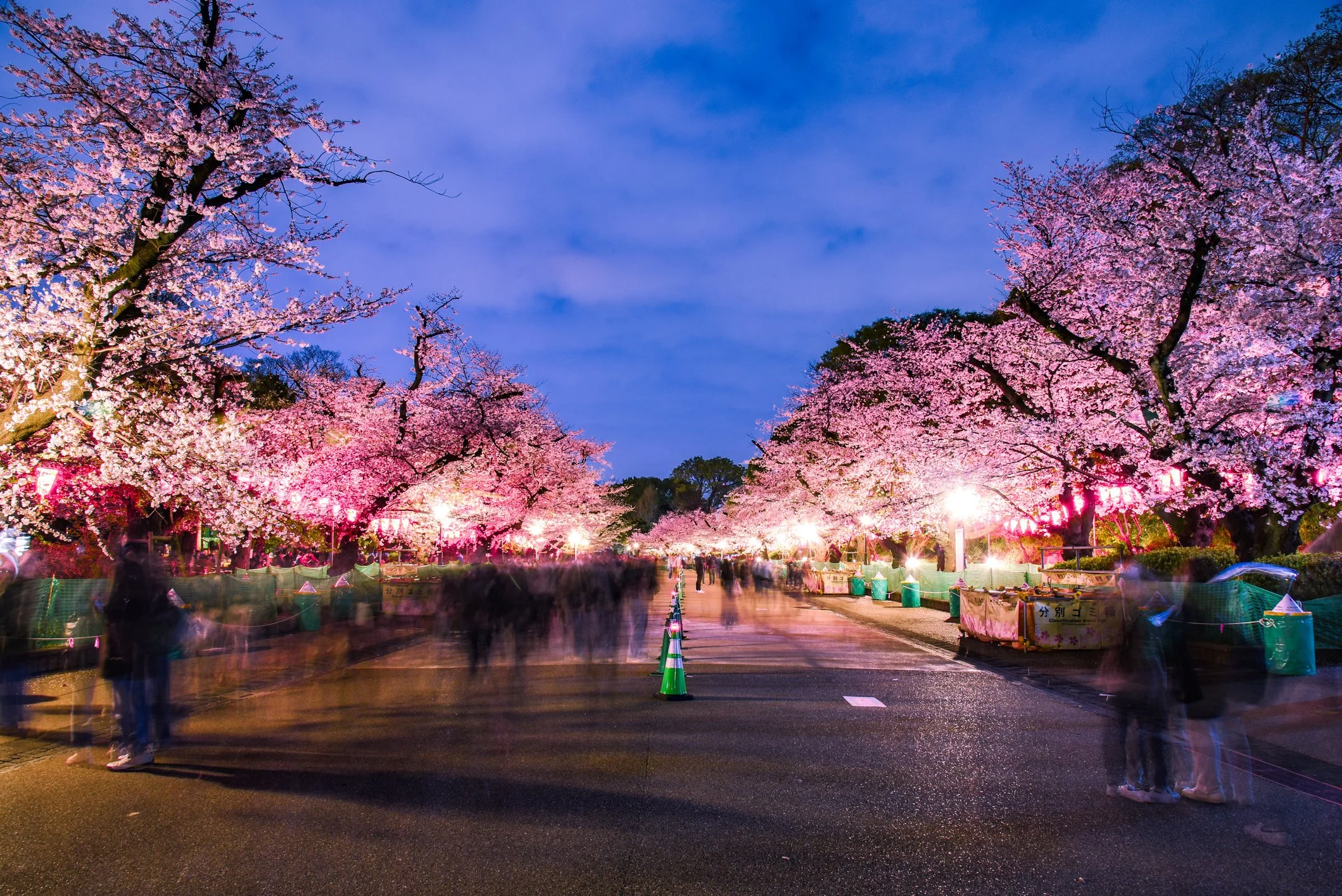 Top 3 Cherry Blossom Festival in Tokyo 2025 | Tours by locals Japan ...