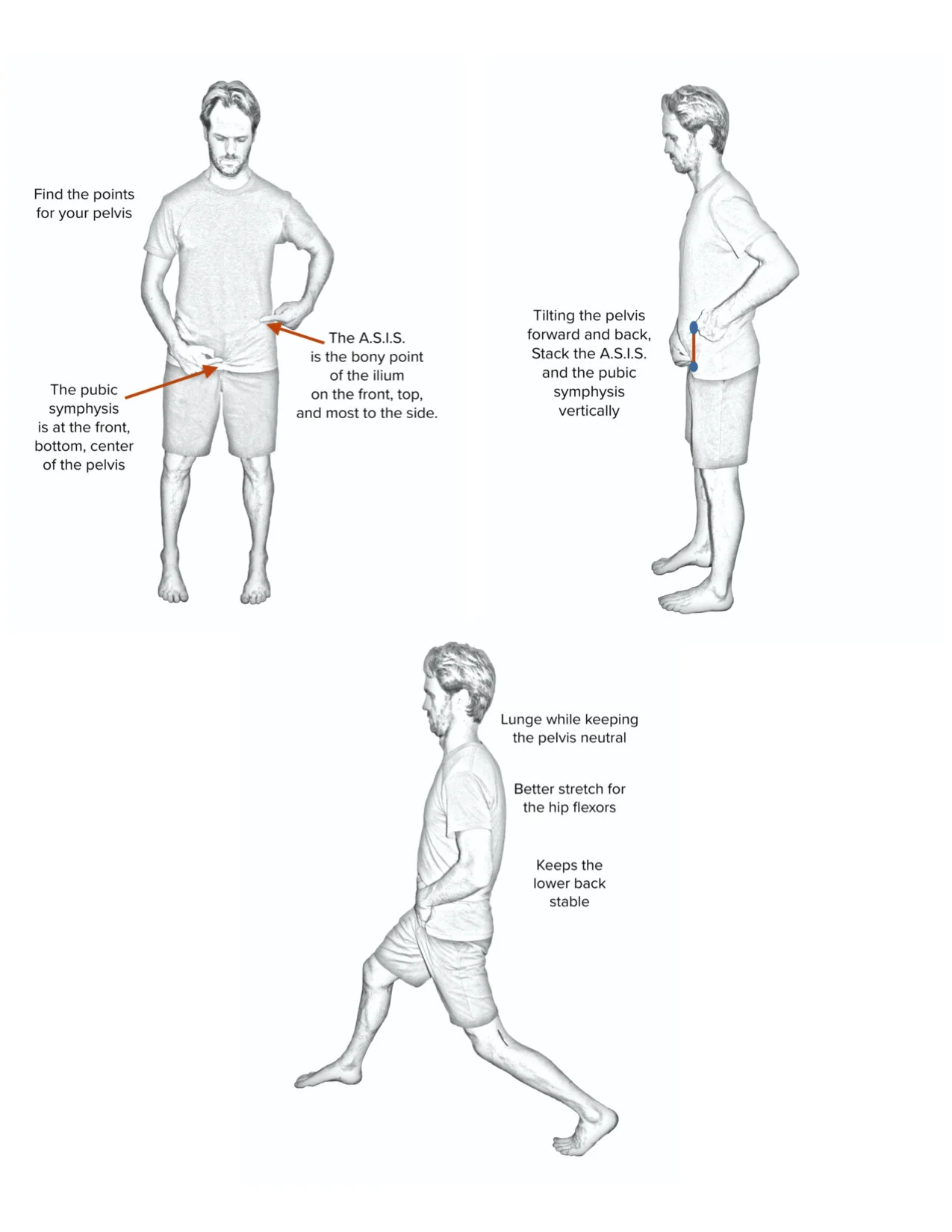 Neutral Pelvis — In Aligned Movement