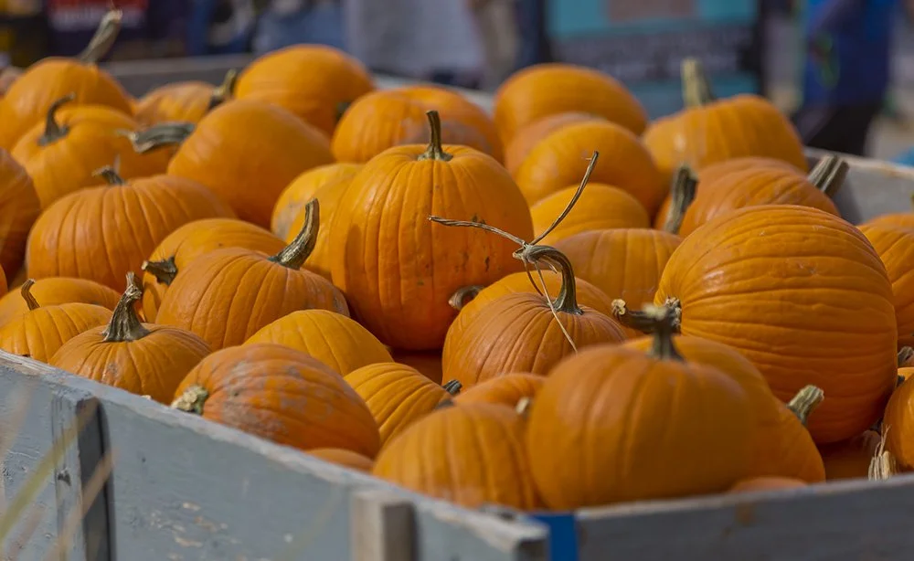 Downtown Pumpkin Festival — Loveland Downtown District
