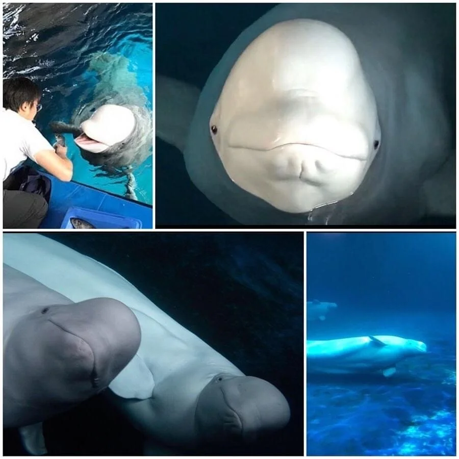 Season 01 Episode 14 Emily MADGE — Mosaic of China