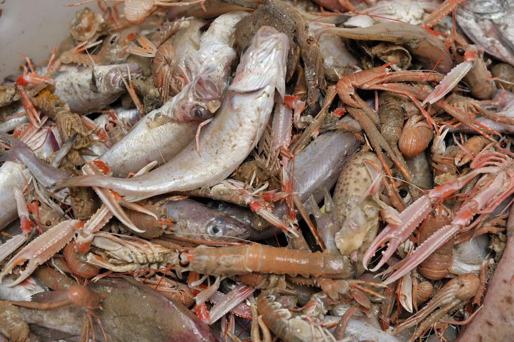 EU-Mauritania SFPA: scientists highlight key sustainability issues, do ...