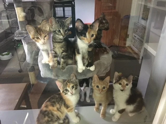 Come Play Visit Enjoy — Mr. Grey's Strays