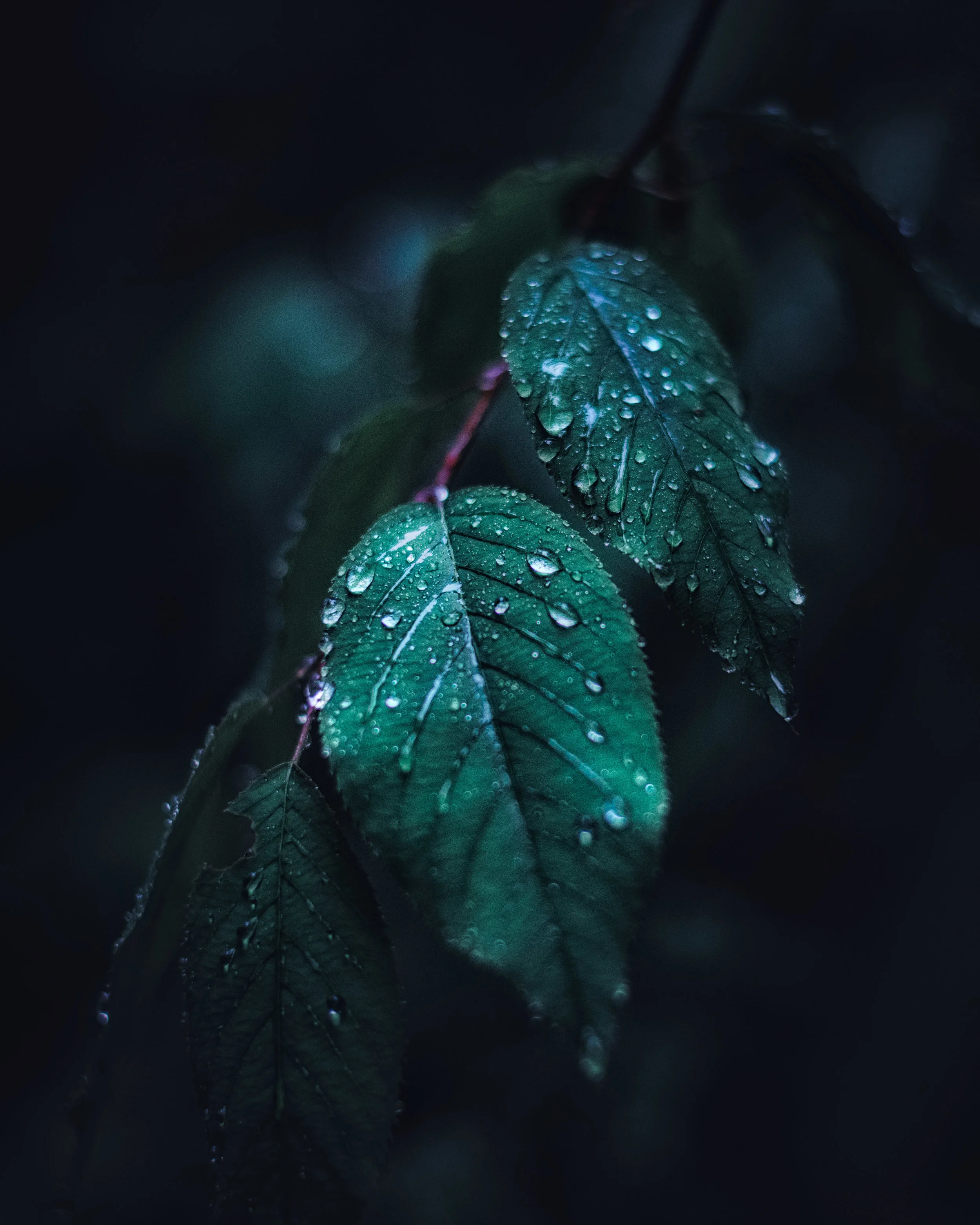 Nature photography by Joshua Boisvert — Joshua B.