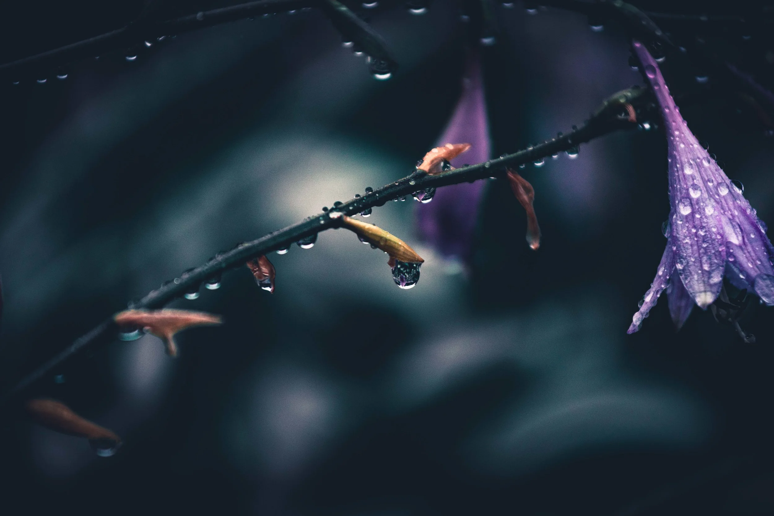 Nature photography by Joshua Boisvert — Joshua B.