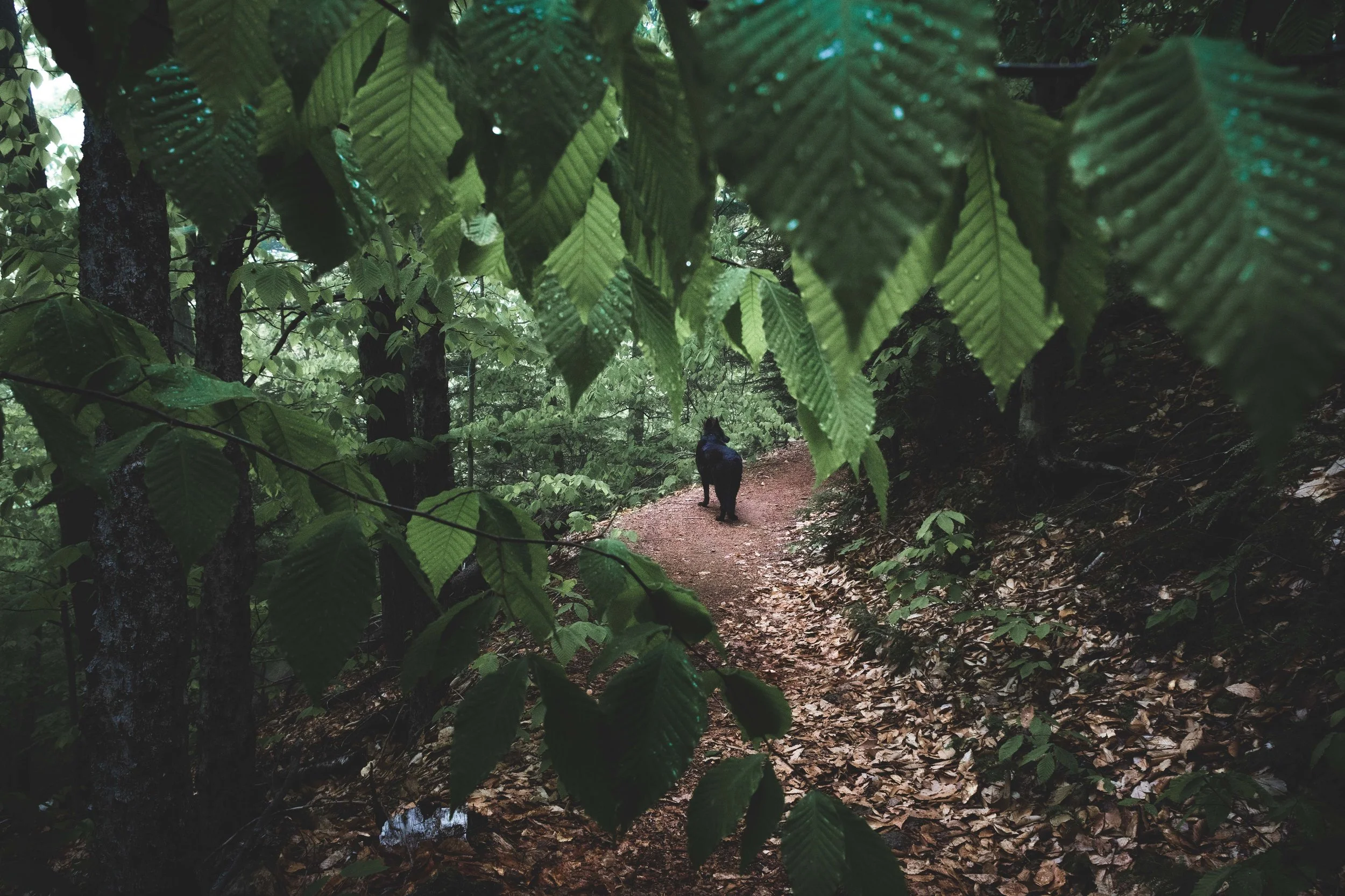 Nature photography by Joshua Boisvert — Joshua Boisvert
