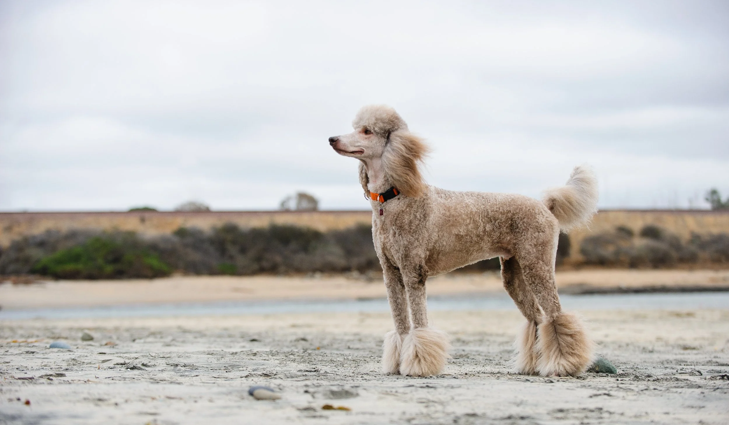 Services — PAWS UP MOBILE GROOMING