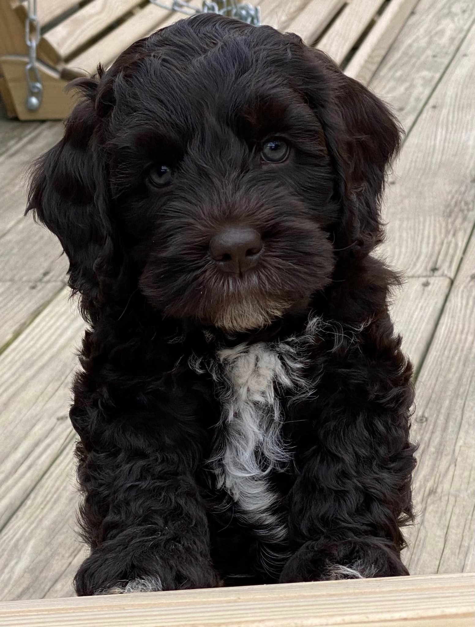Black And White Labradoodle