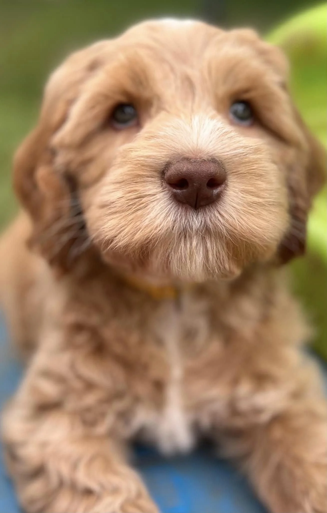 Light Brown Labradoodle