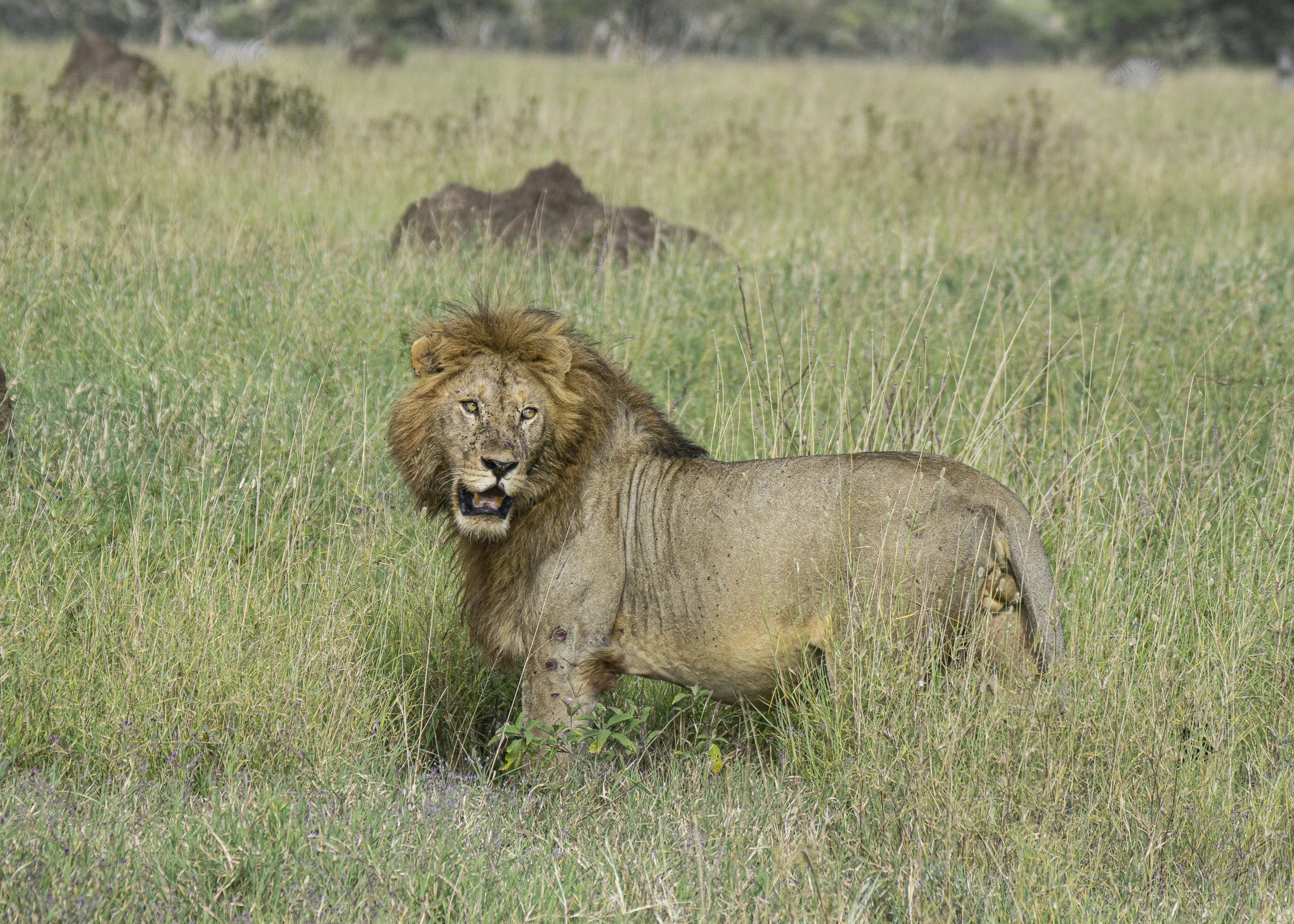 Wildlife/Animals — Karen Delaney Photography