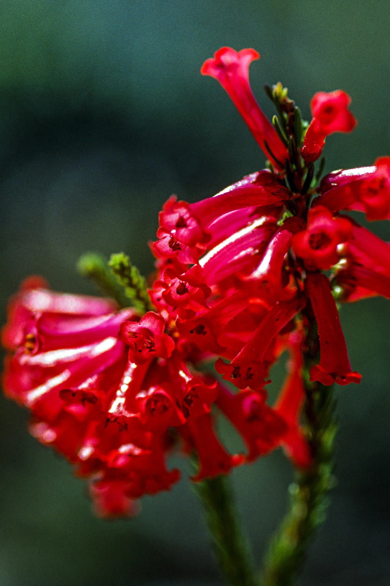 Cape Floral Kingdom — Cape Winelands Biosphere Reserve