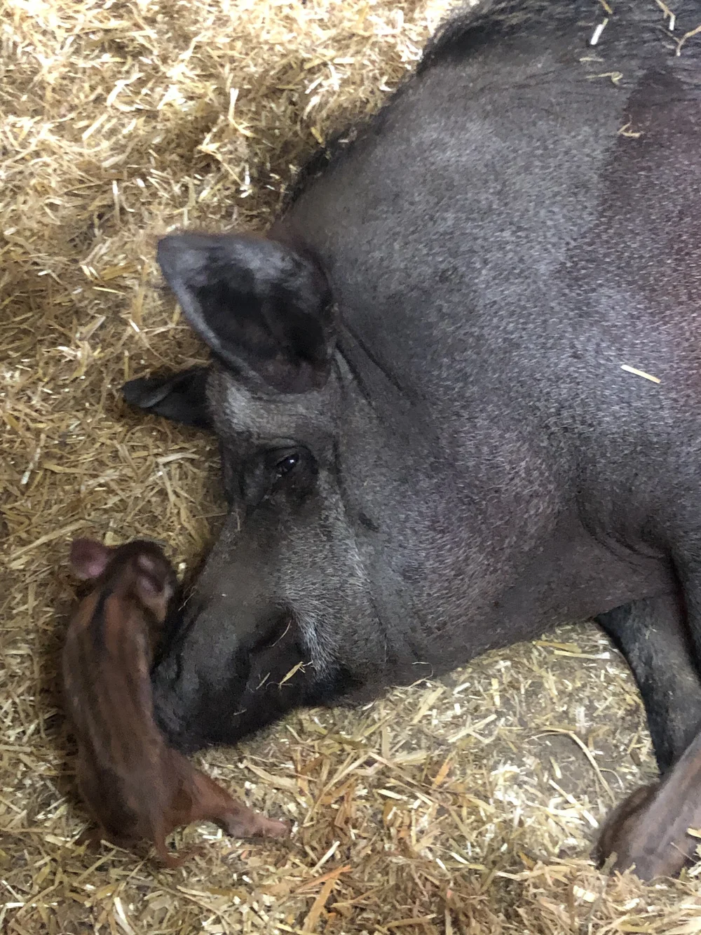 Turning back the clock at Lyons Hill Farm, Dorset — A Single Carrot