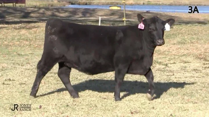 Contact Us — Jones Ranch | Black and Red Angus Cattle