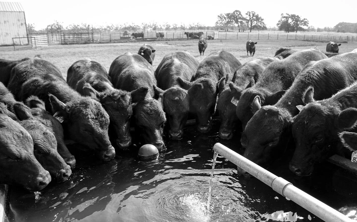Contact Us — Jones Ranch | Black and Red Angus Cattle