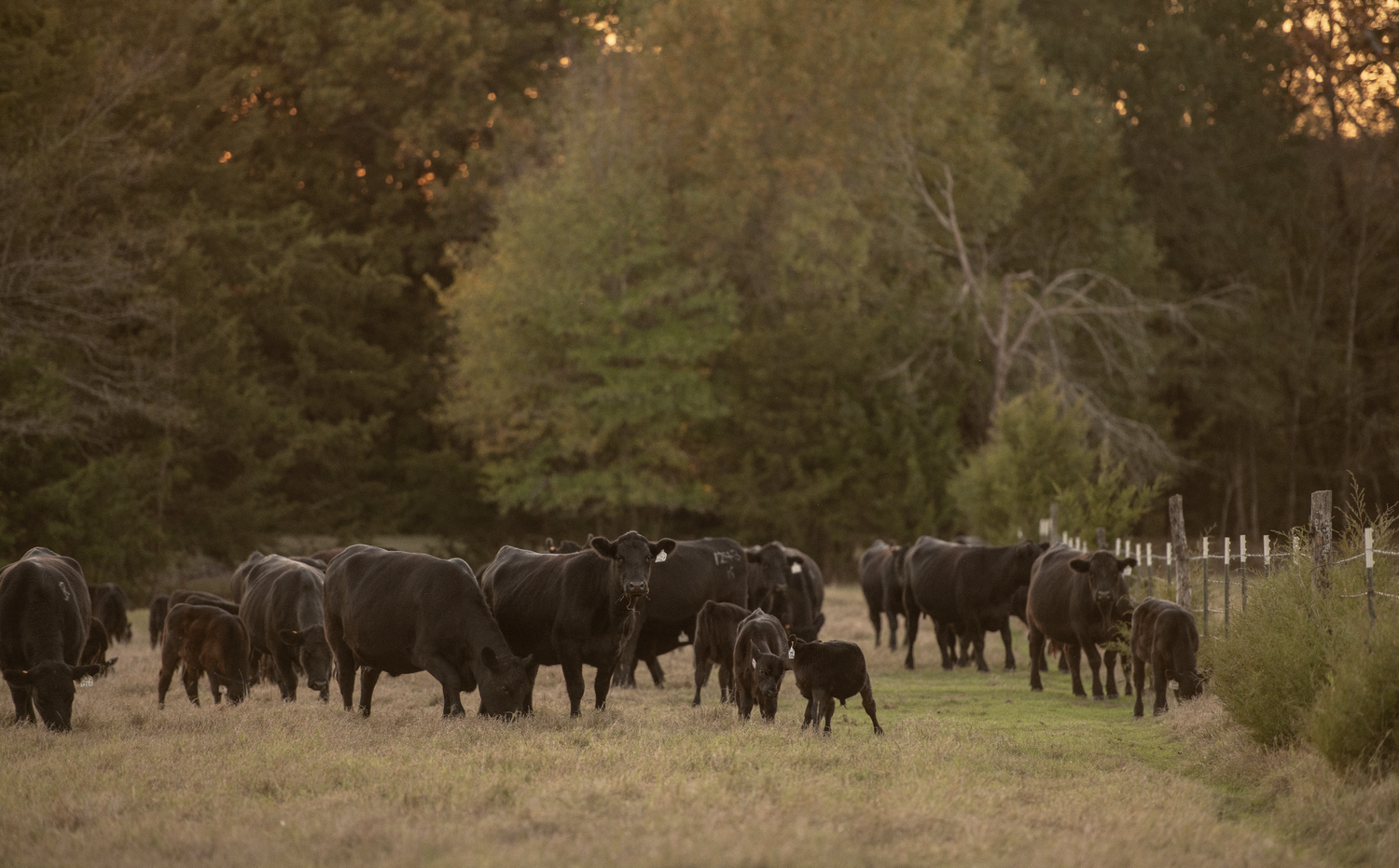 Jones Ranch | Black and Red Angus Cattle