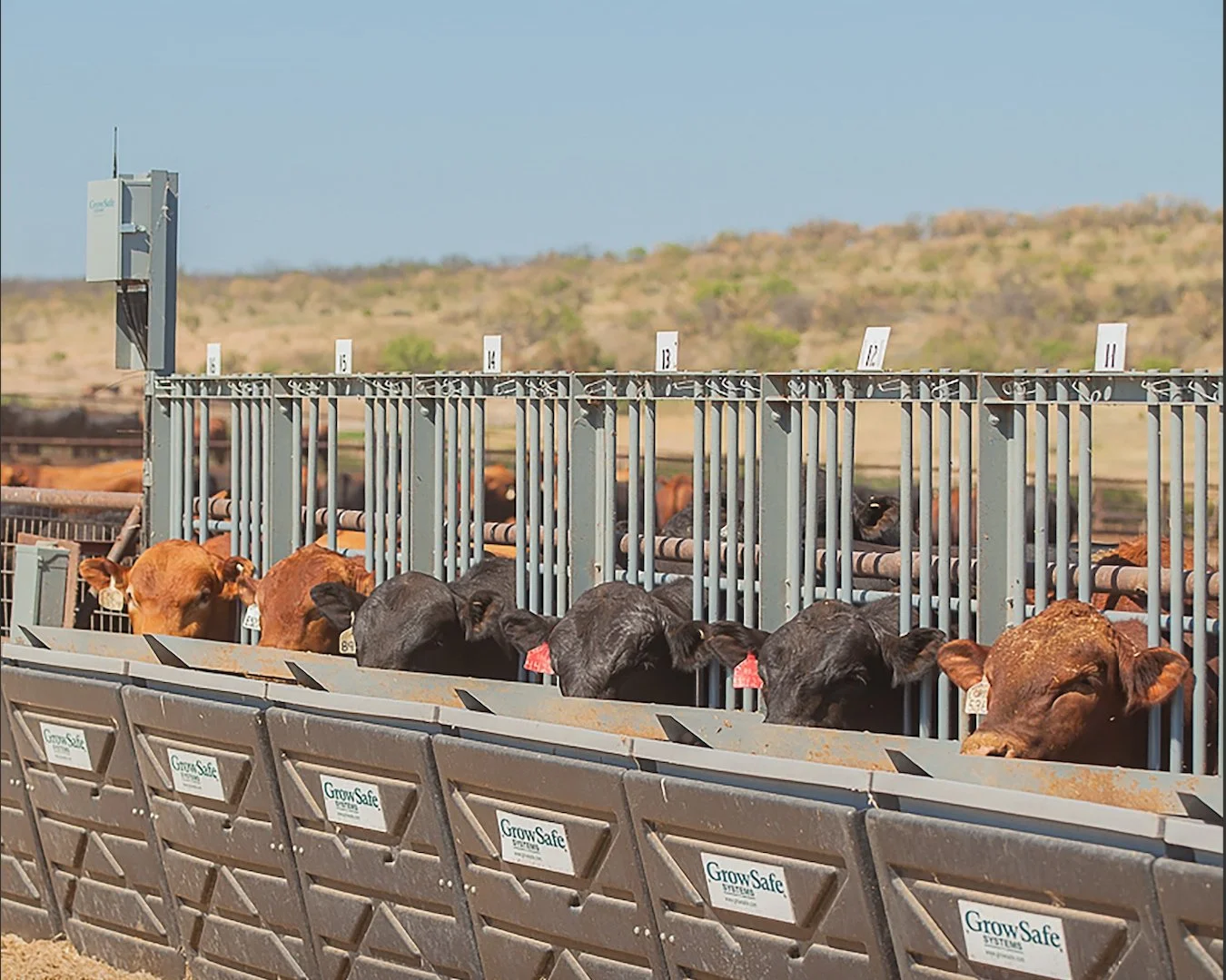 Upcoming Sales — Jones Ranch | Black and Red Angus Cattle