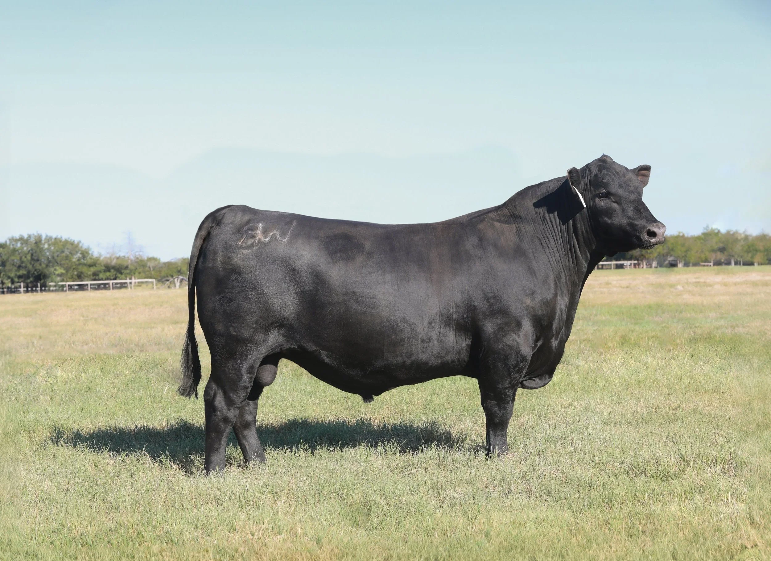 Herd Sire - WR Kingston L32 — Jones Ranch | Black and Red Angus Cattle