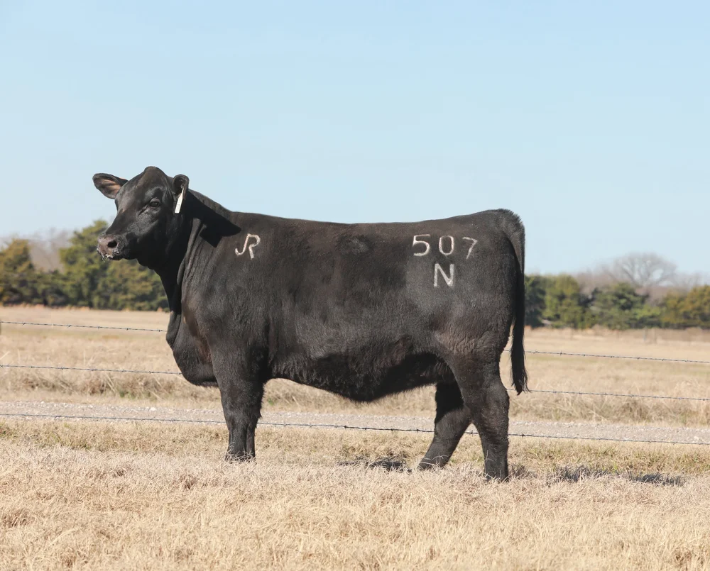 Jones Ranch | Black and Red Angus Cattle