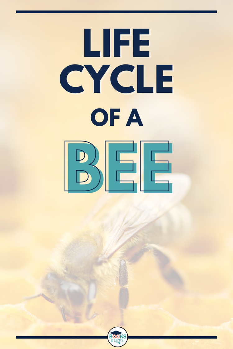 Bee Life Cycle — Books & Bytes Canada