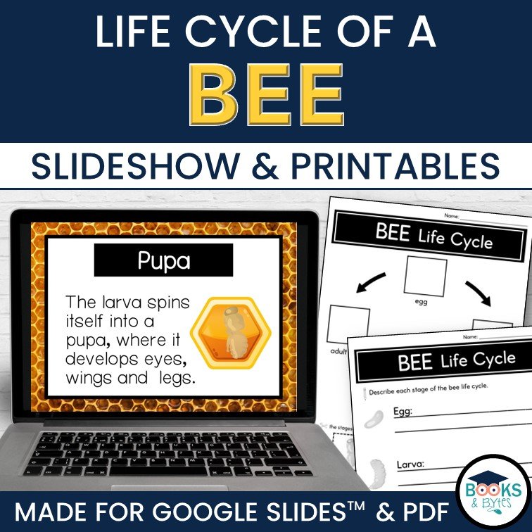Bee Life Cycle — Books & Bytes Canada