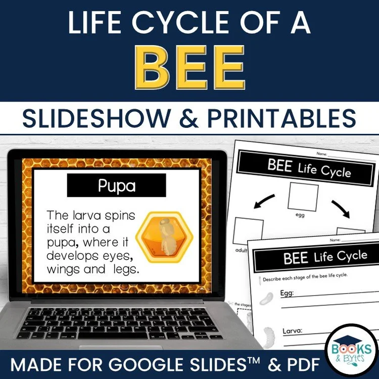 Bee Life Cycle — Books & Bytes Canada