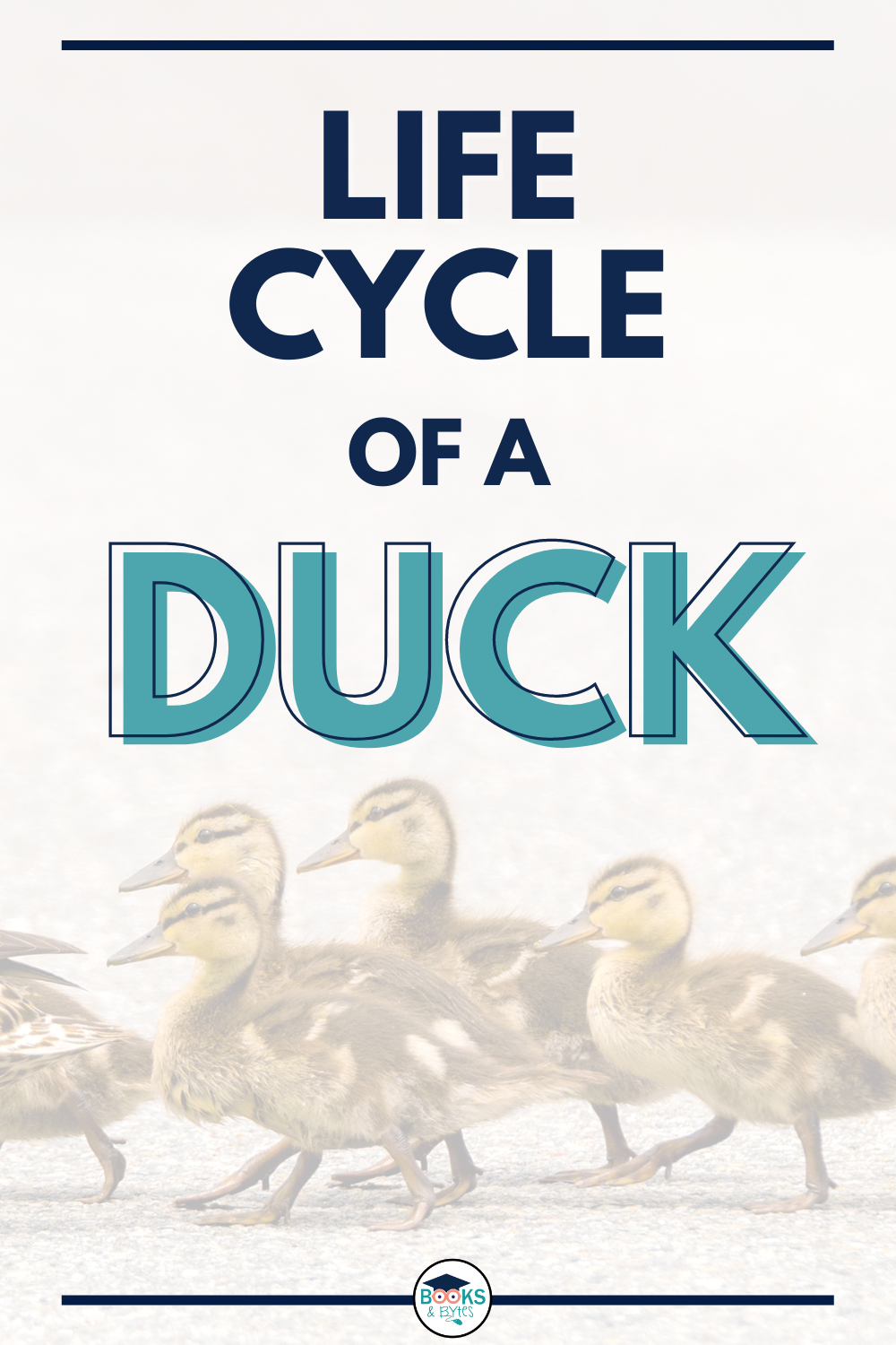 Duck life cycle book recommendations and lesson ideas. — Books & Bytes ...