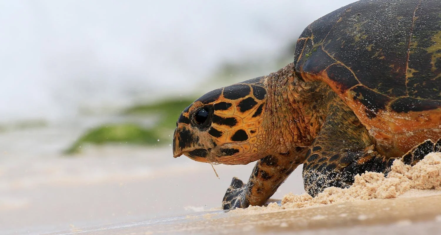Hawksbill Turtle Nesting in October | Luxury Eco-Experience — Cousine ...