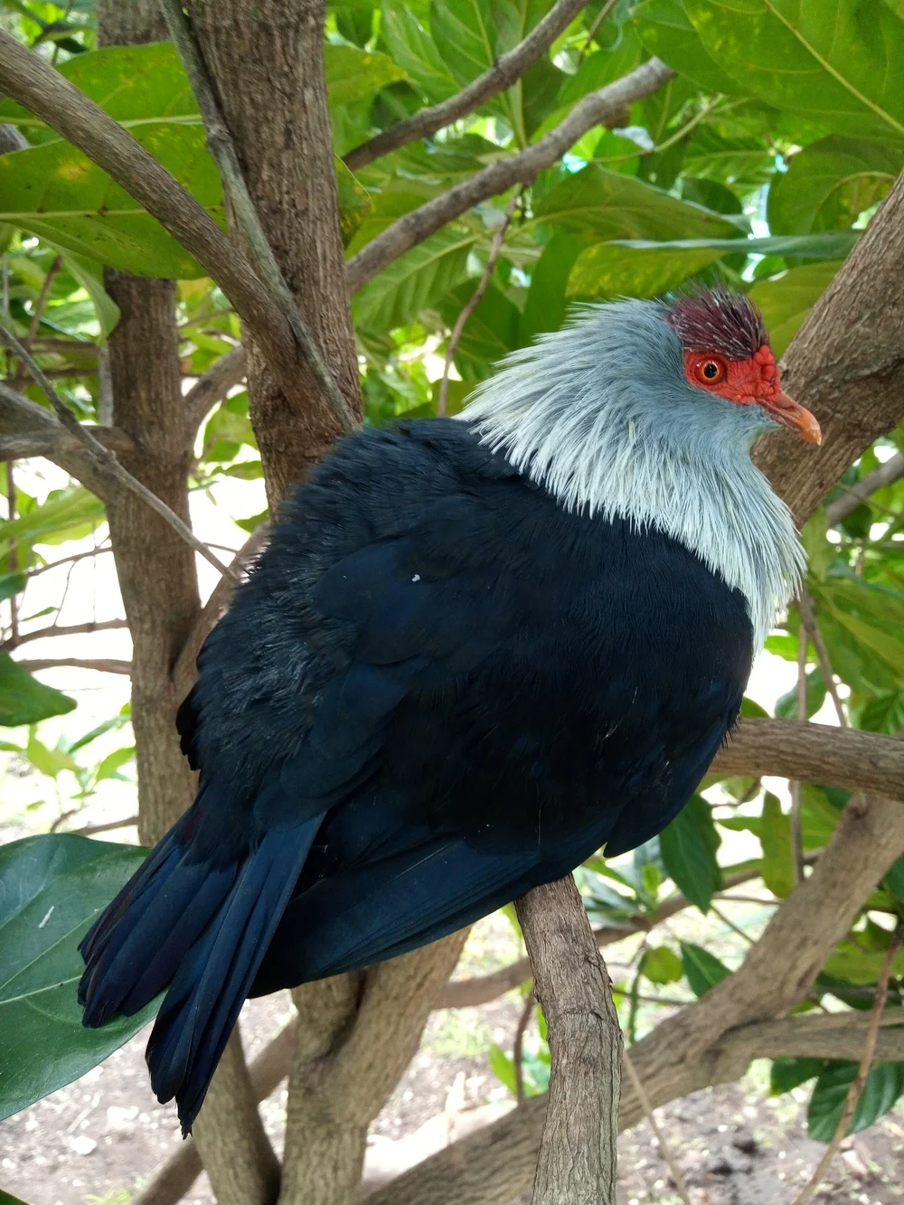 Seychelles Land Birds | Cousine Island, Seychelles