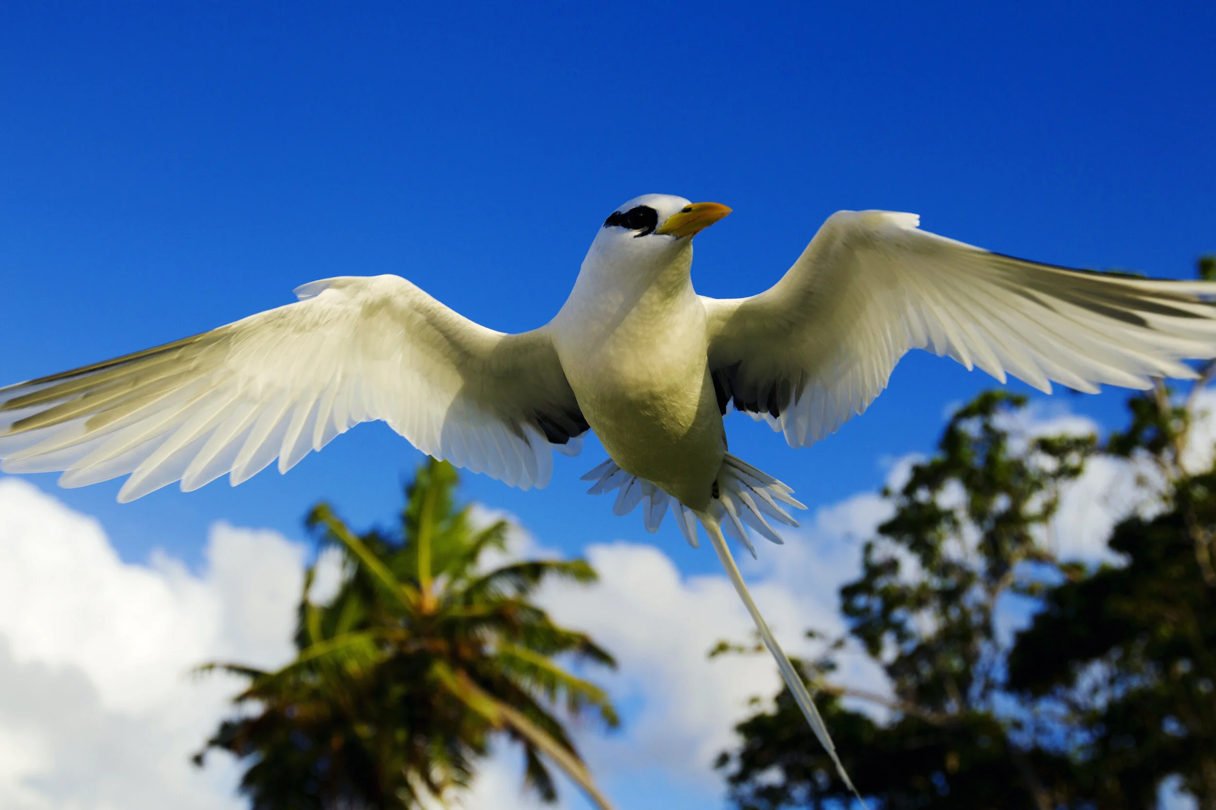 White-Tailed Tropic Bird | Cousine Island, Seychelles