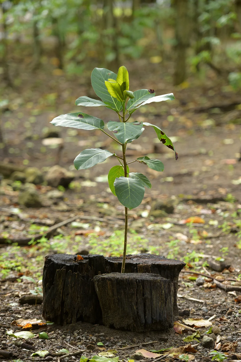 Indigenous Tree Planting | Cousine Island, Seychelles