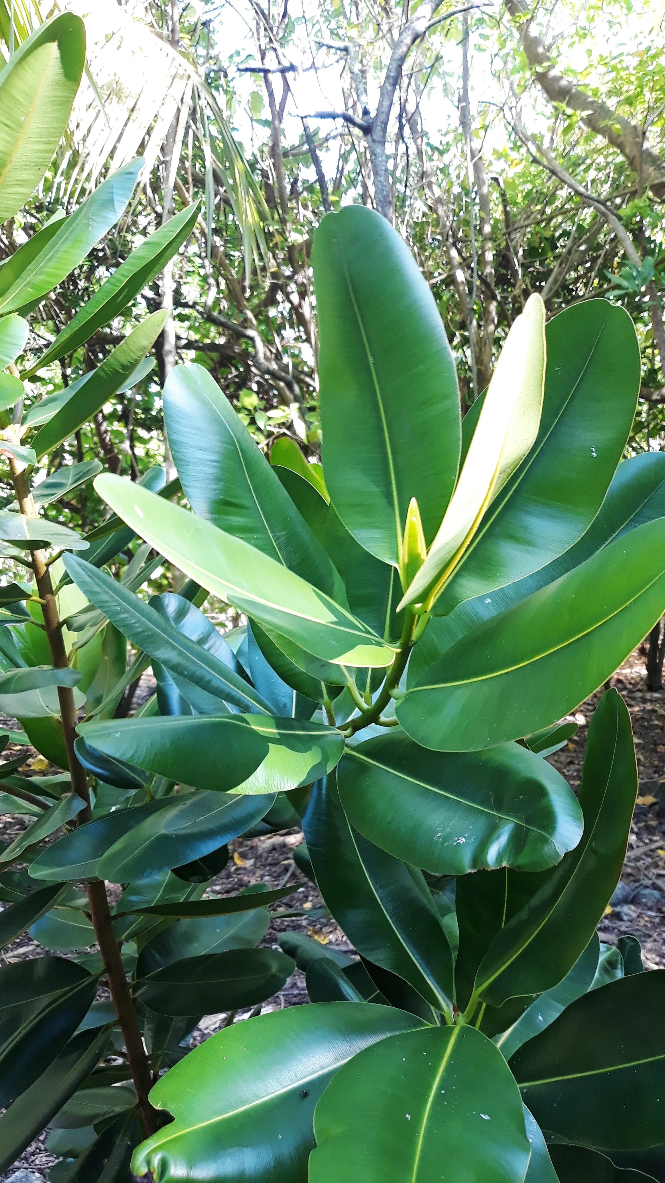 THE TAKAMAKA TREE — Cousine Island, Seychelles
