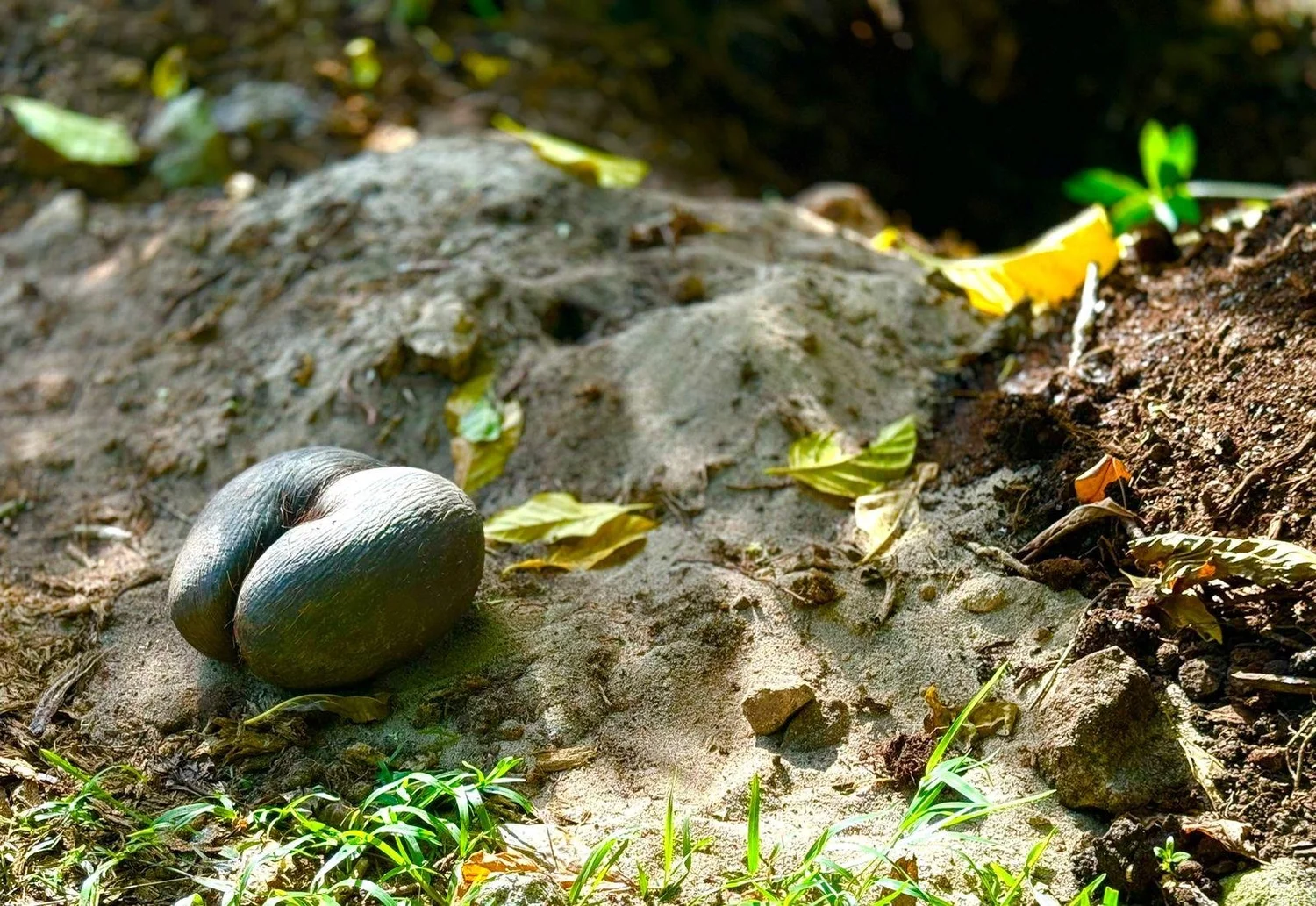 Introducing the Coco de Mer — Cousine Island, Seychelles