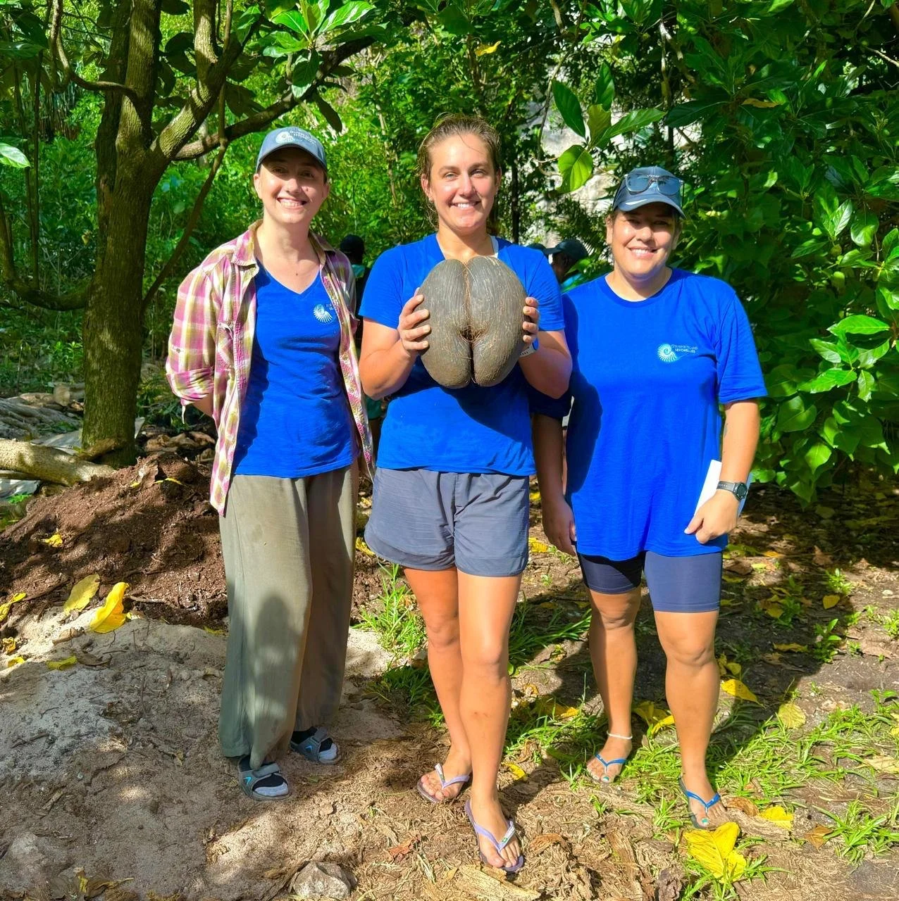 Introducing the Coco de Mer — Cousine Island, Seychelles