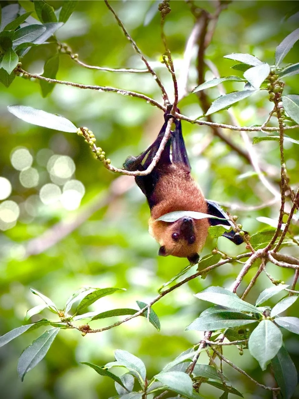Meet The Iconic Flying Foxes — Cousine Island, Seychelles