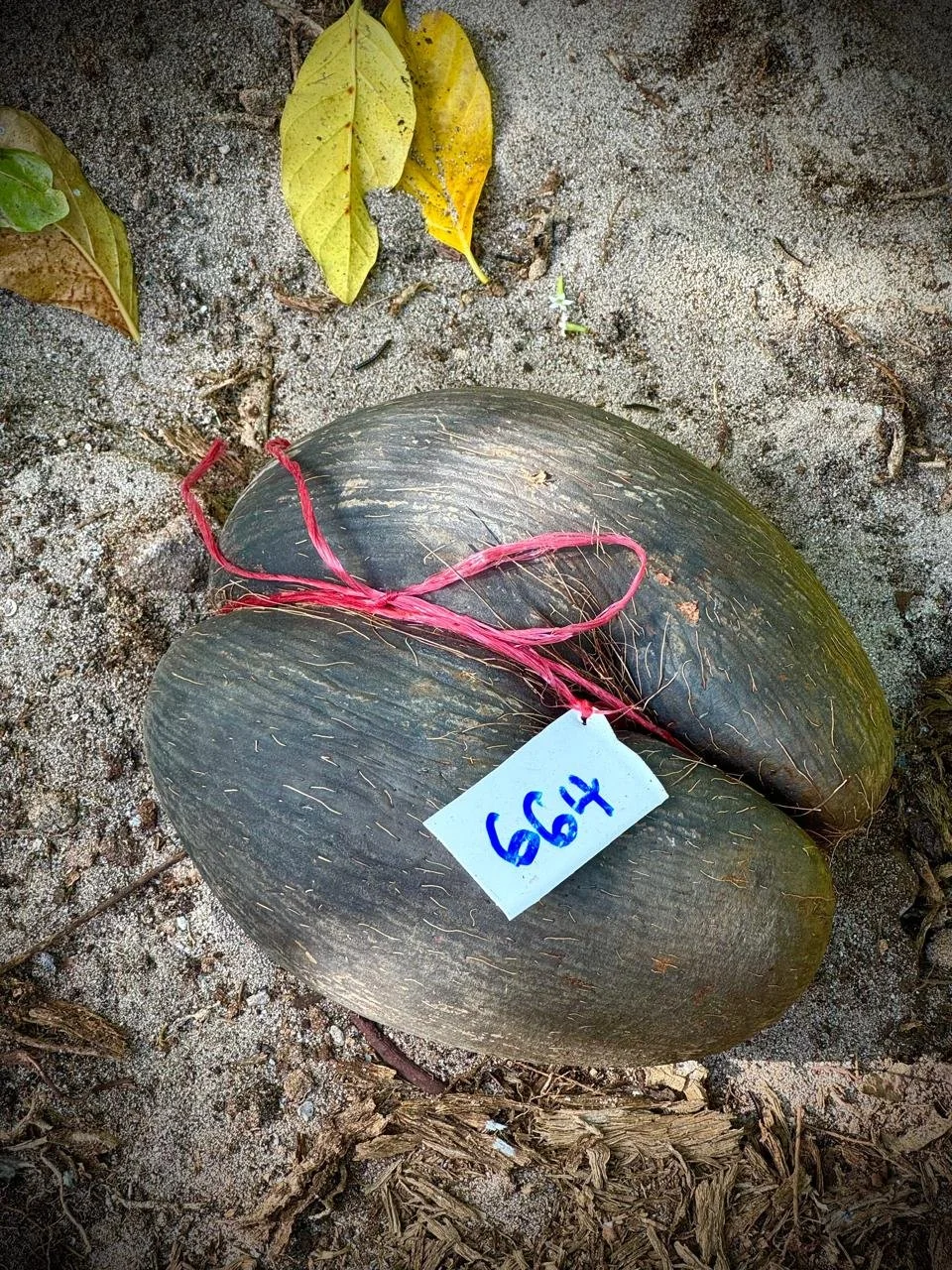 Indigenous Tree Planting | Cousine Island, Seychelles