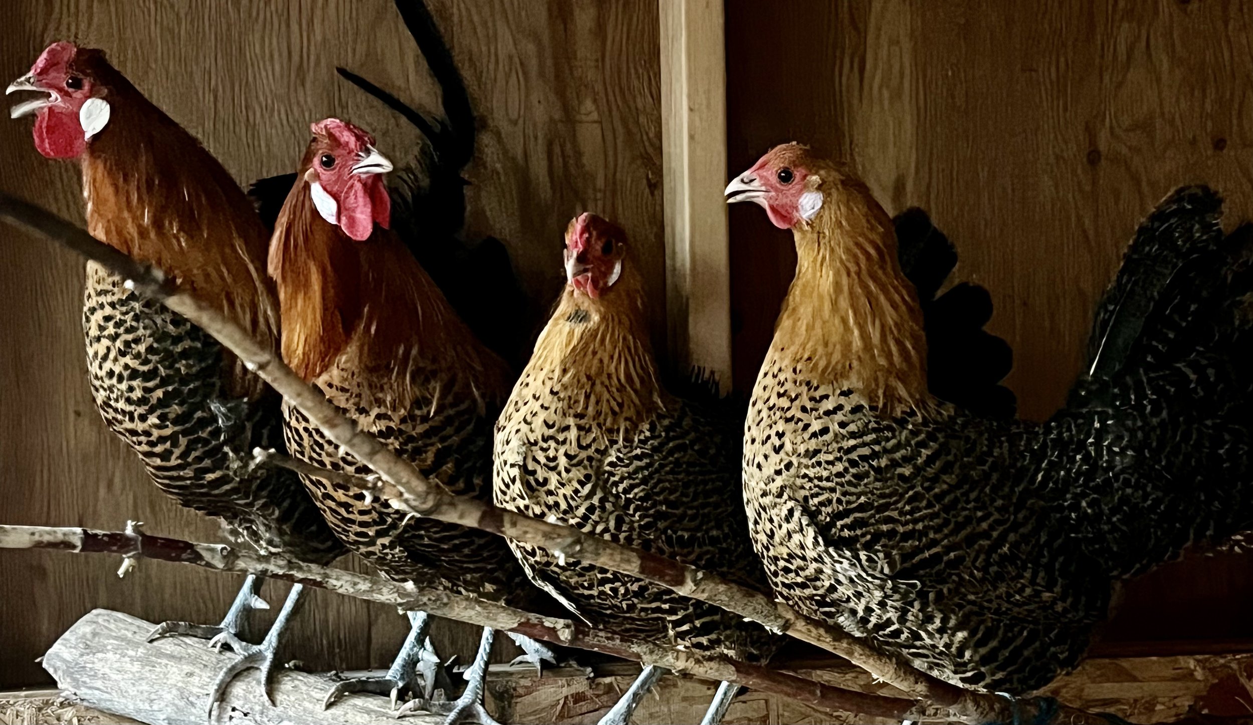 Baby Chicks! — Stone Crow Stables