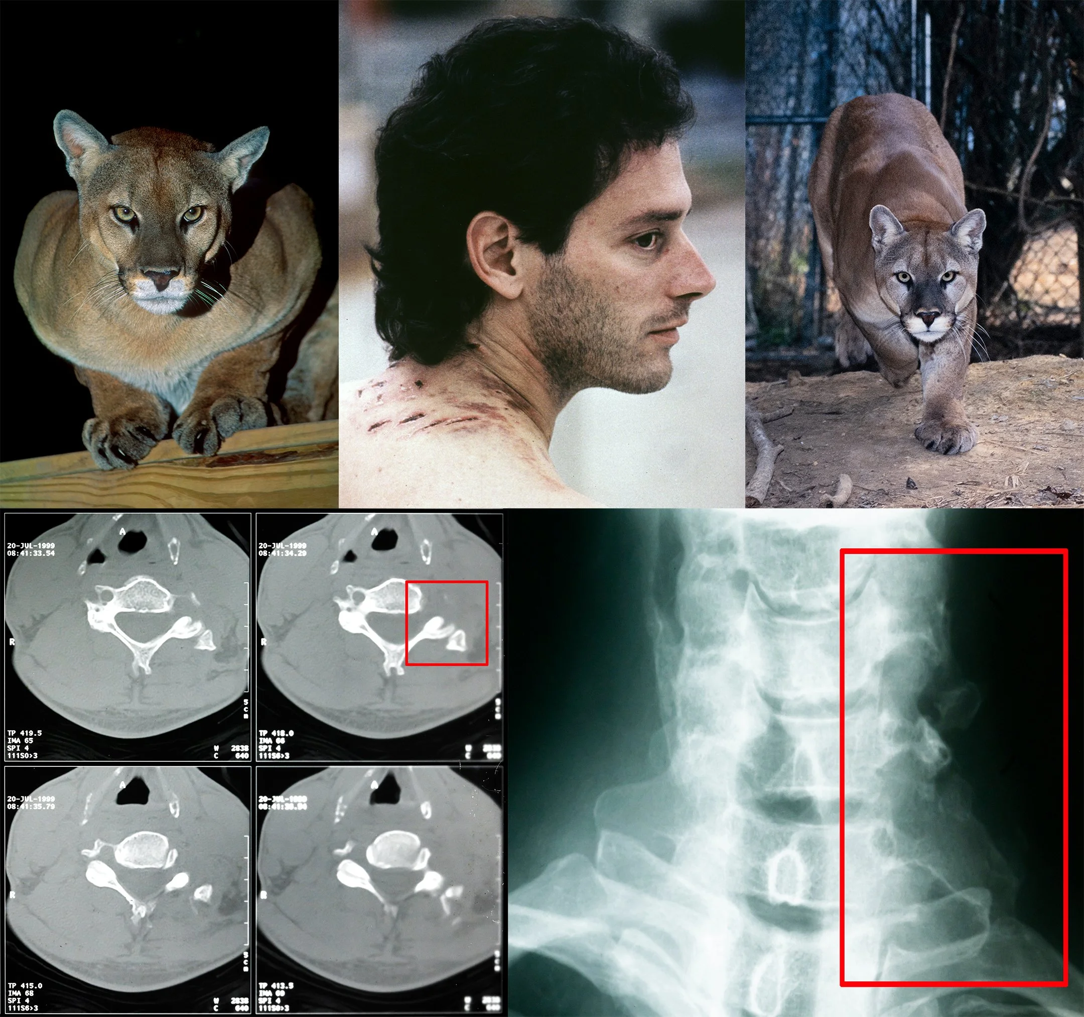 Cougar Attack — Mark Kostich