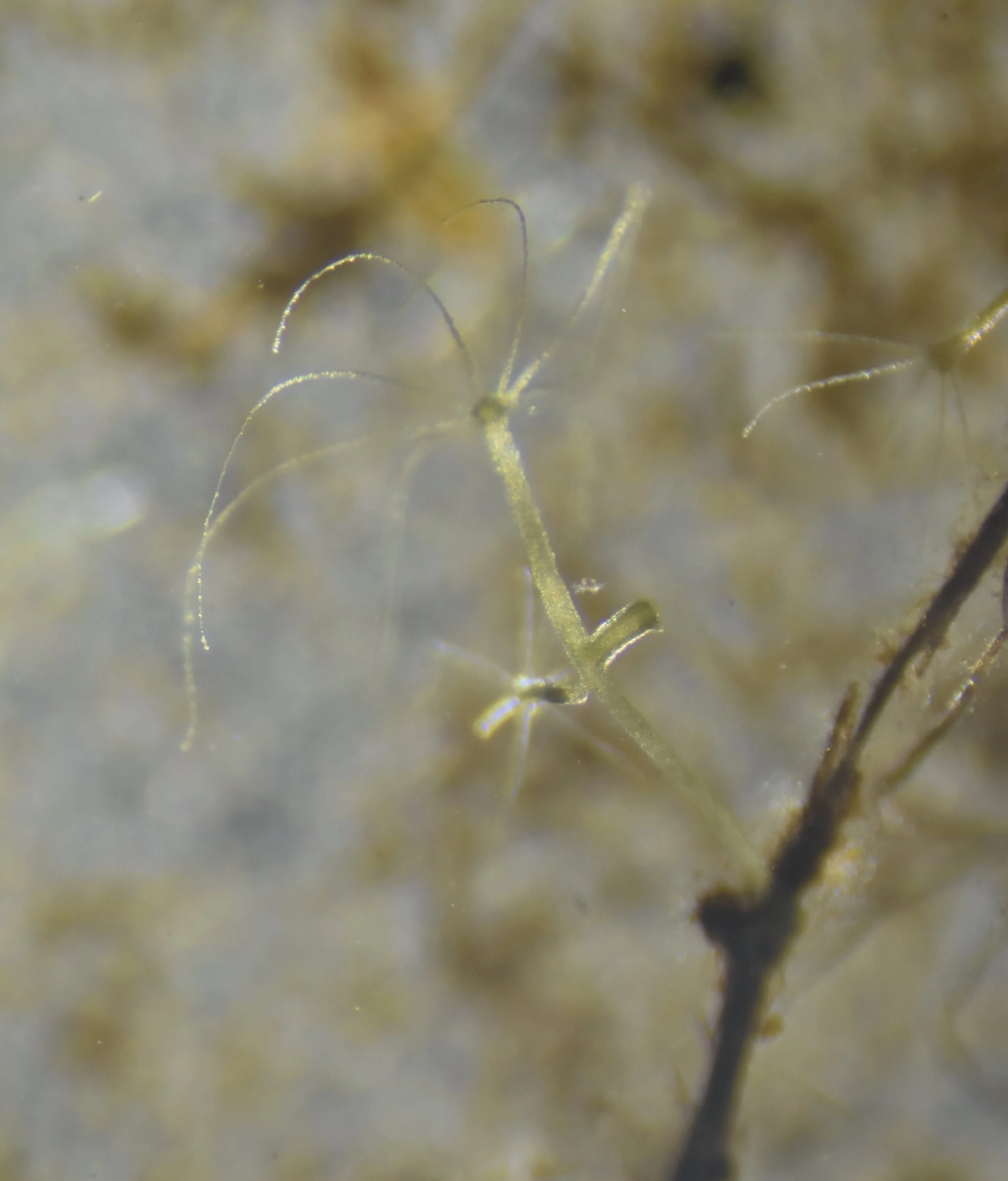 Being Hydra — The Nature Institute