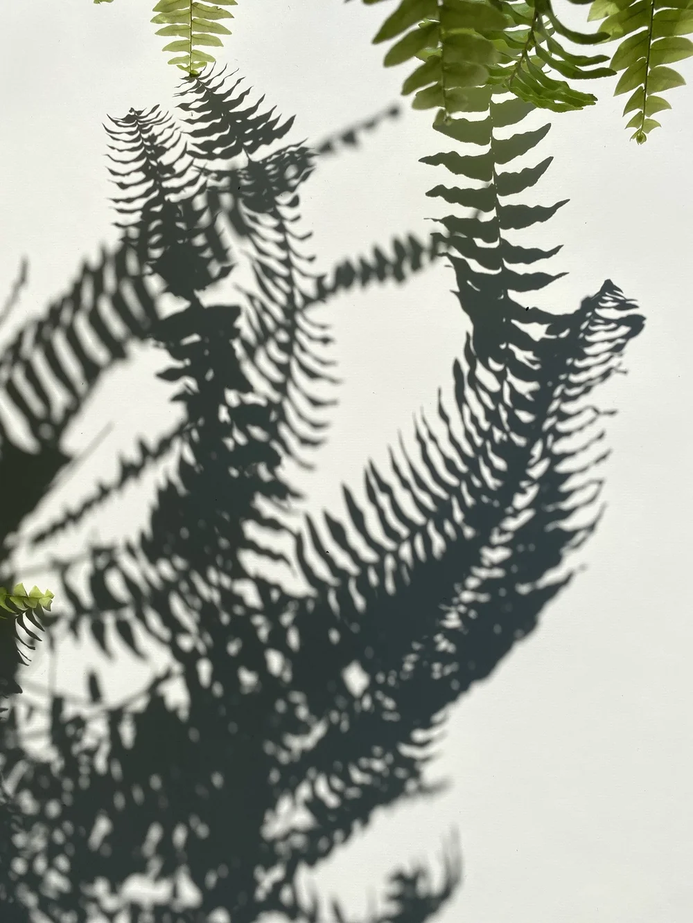 Shadows and the Sun — The Nature Institute