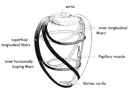 The Dynamic Heart and Circulation — The Nature Institute