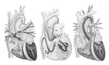 The Dynamic Heart and Circulation — The Nature Institute