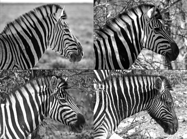 Why Does a Zebra Have Stripes? — The Nature Institute