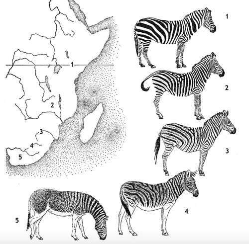 Why Does a Zebra Have Stripes? — The Nature Institute