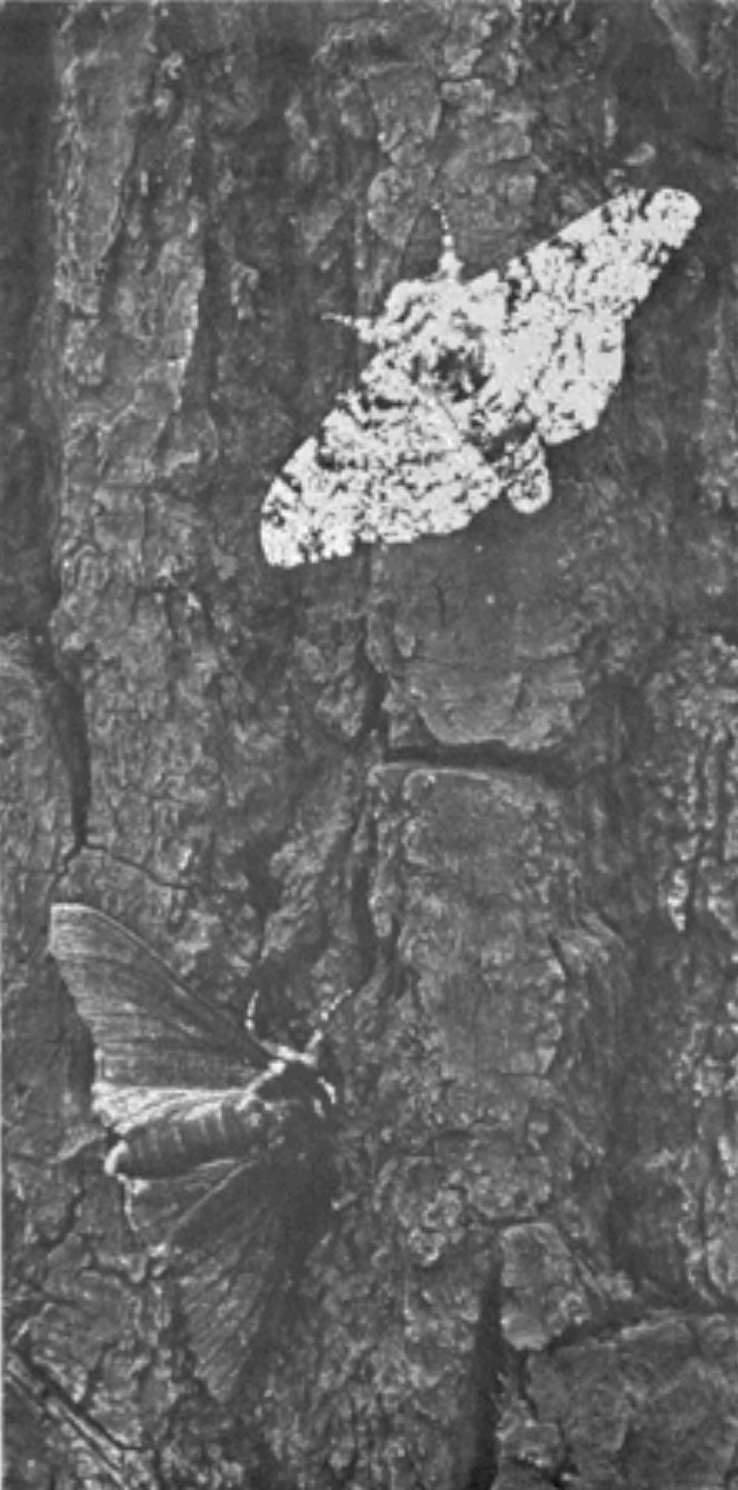 Science as Process or Dogma? The Case of the Peppered Moth — The Nature ...