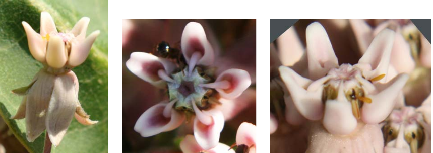 The Drama of Milkweed Pollination — The Nature Institute