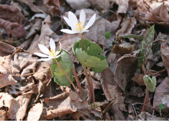 Meeting Bloodroot — The Nature Institute