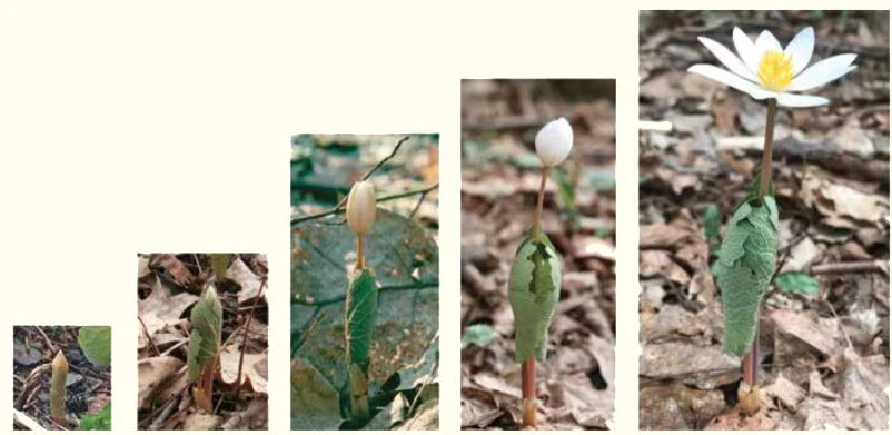 Meeting Bloodroot — The Nature Institute