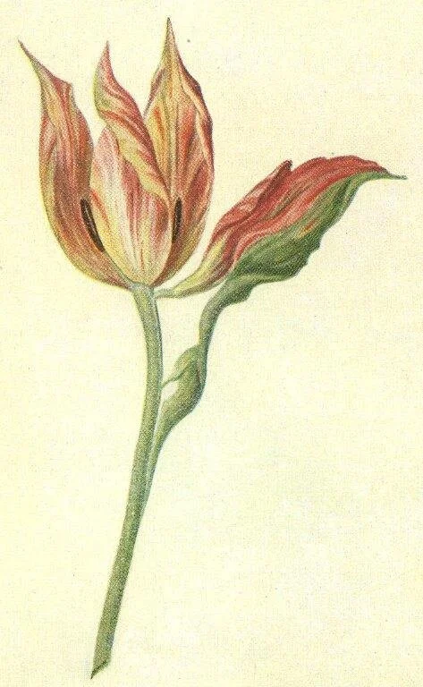 Whole Organism Biology - A Goethean Approach — The Nature Institute